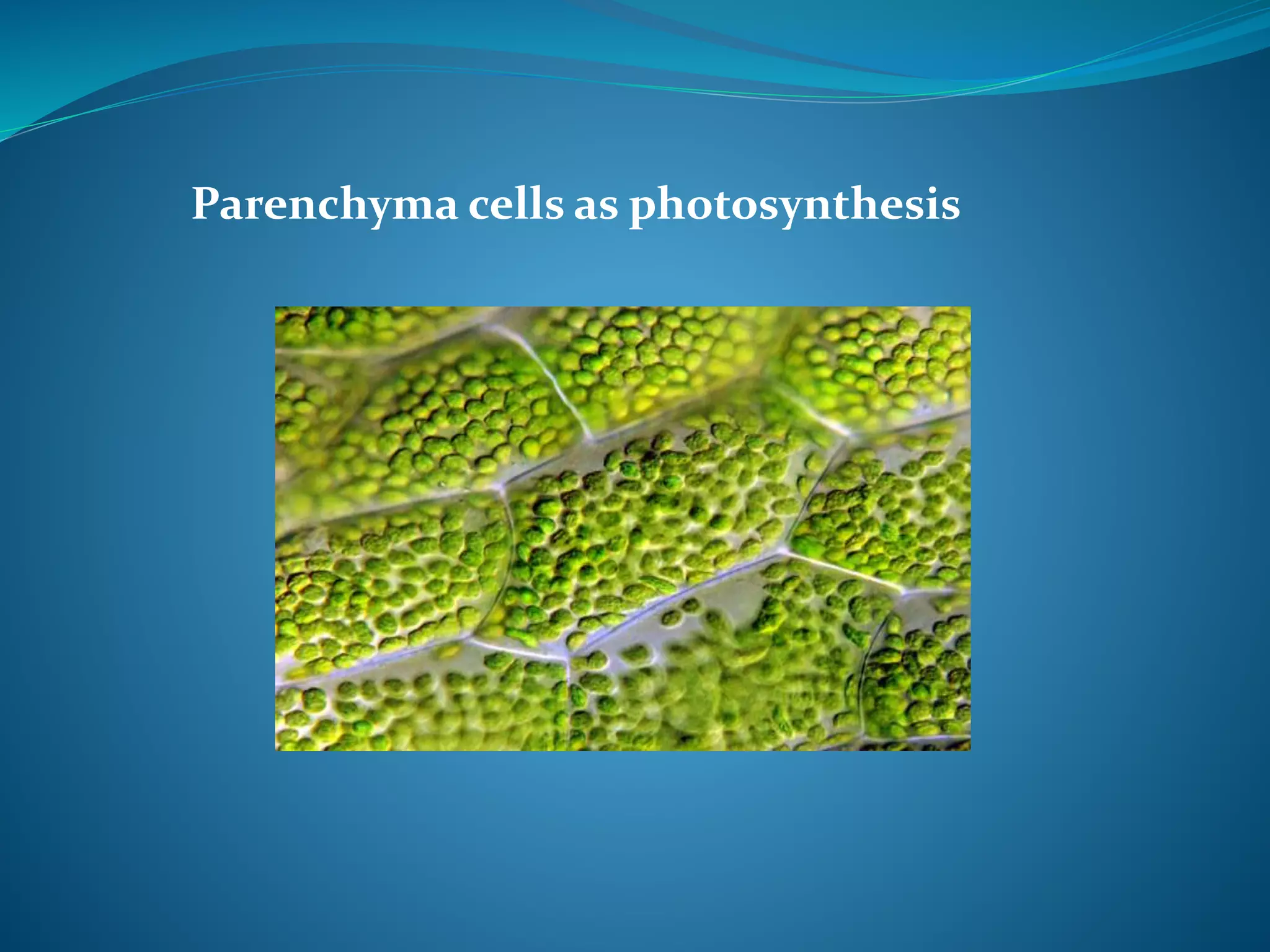 Function and development of parenchyma cells | PPTX