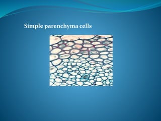 Function and development of parenchyma cells | PPTX