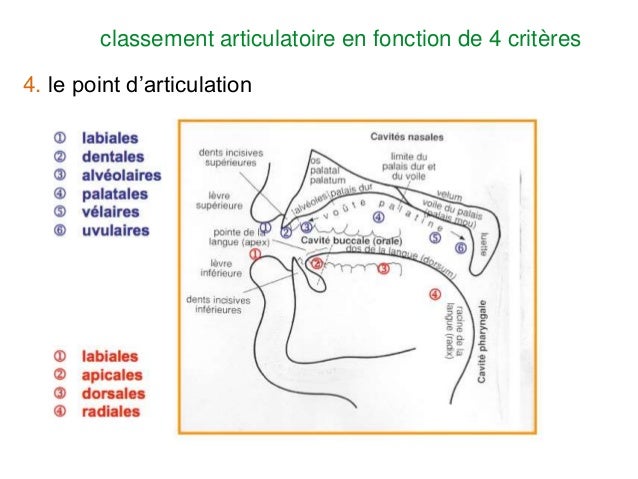 5. les sons de parole