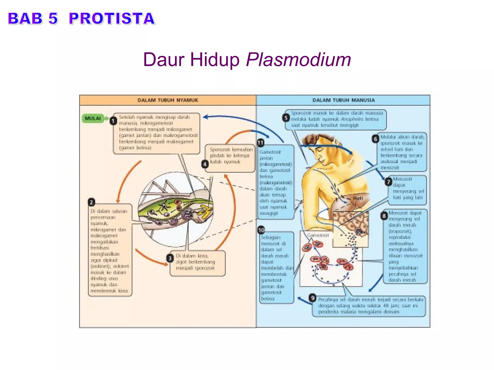 BIOLOGI protista | PPT