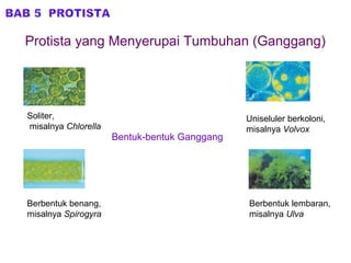 BIOLOGI protista | PPT