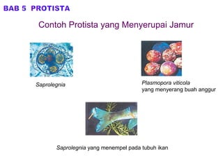 BIOLOGI protista | PPT
