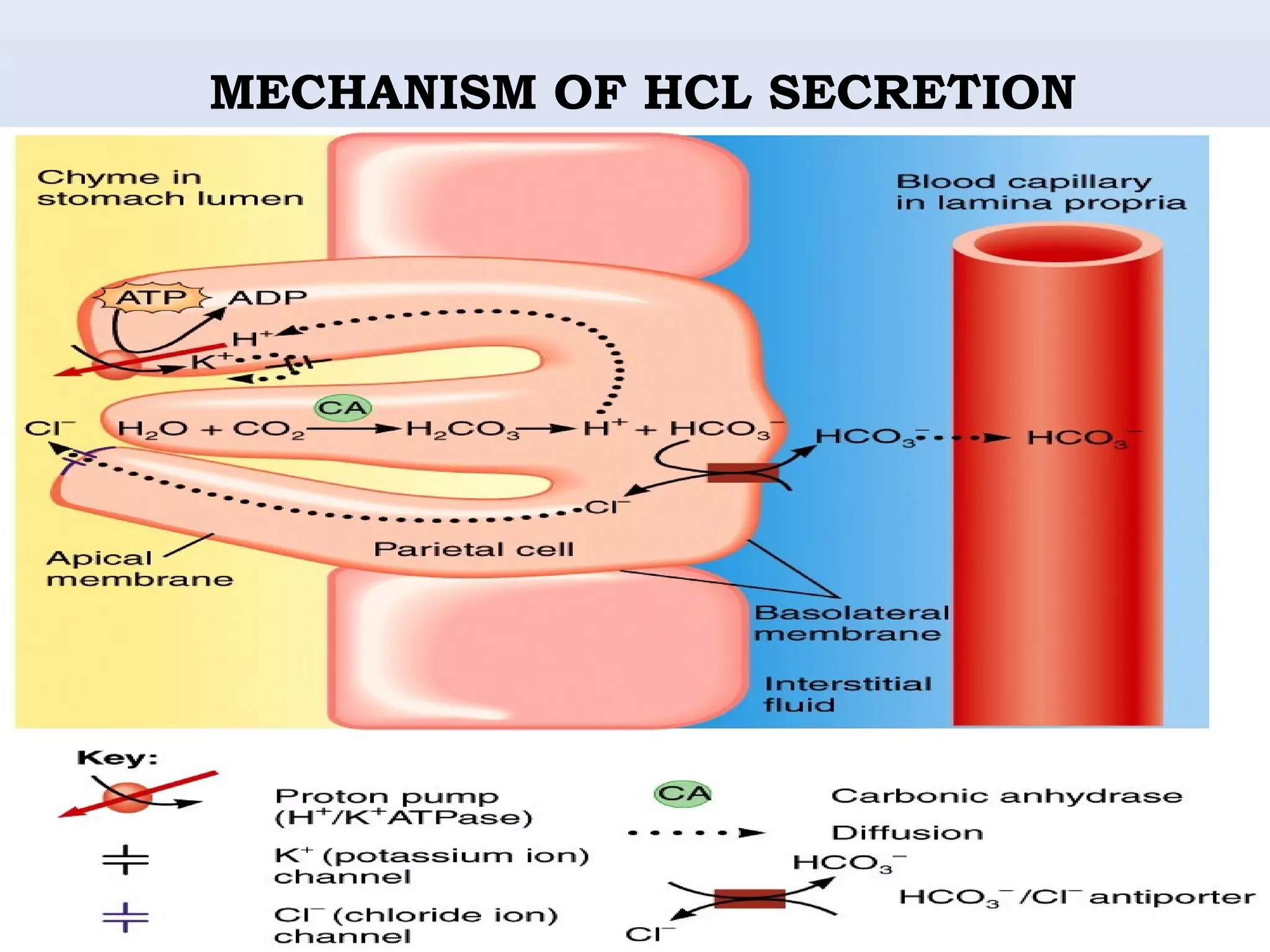 Gastric secretion | PPT
