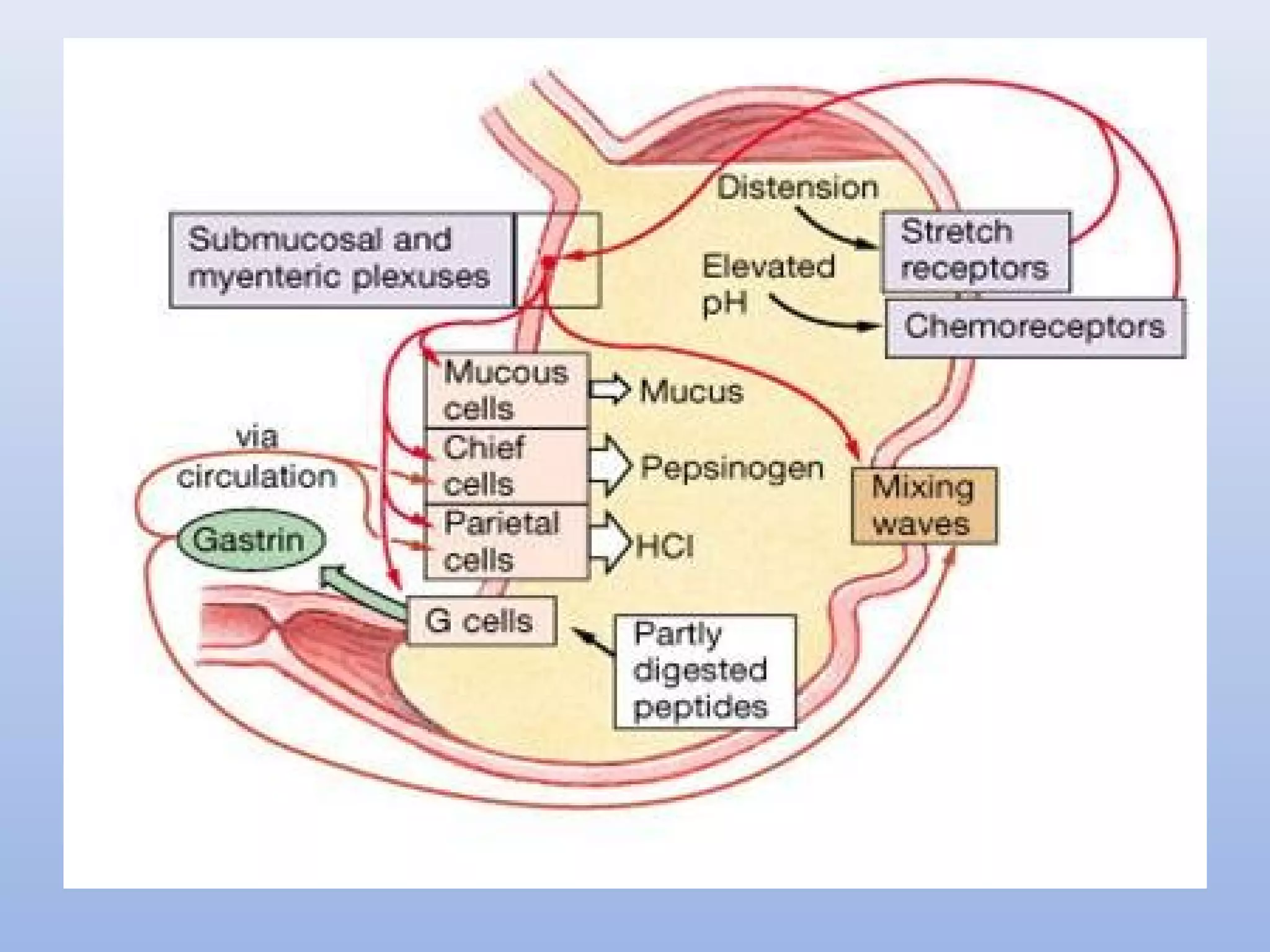 Gastric secretion | PPT