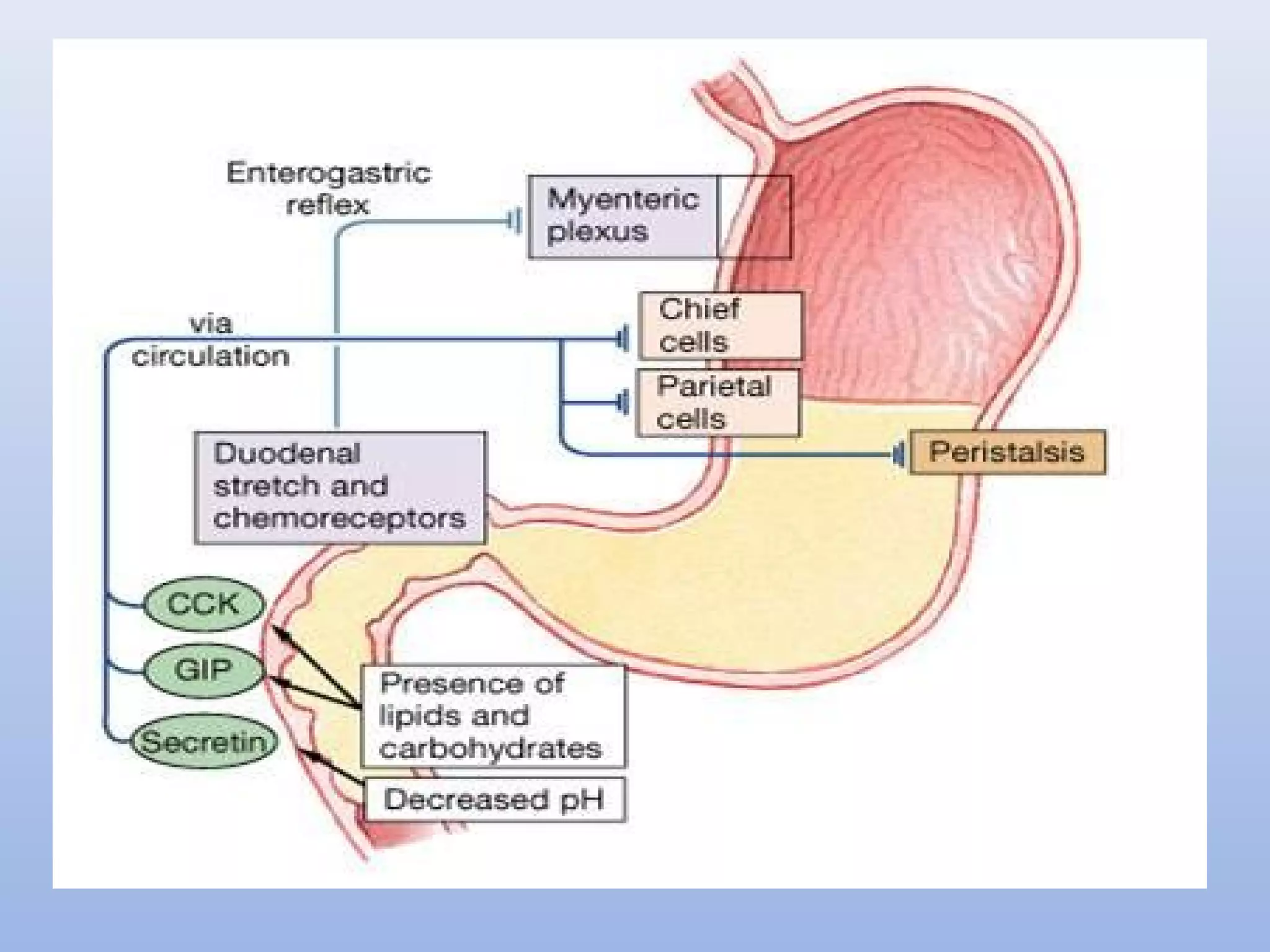 Gastric secretion | PPT