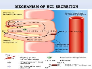 Gastric secretion | PPT