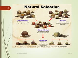 Overproduction Natural Selection