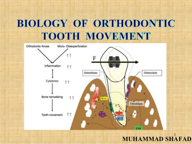 BIOLOGY OF TOOTH MOVEMENT