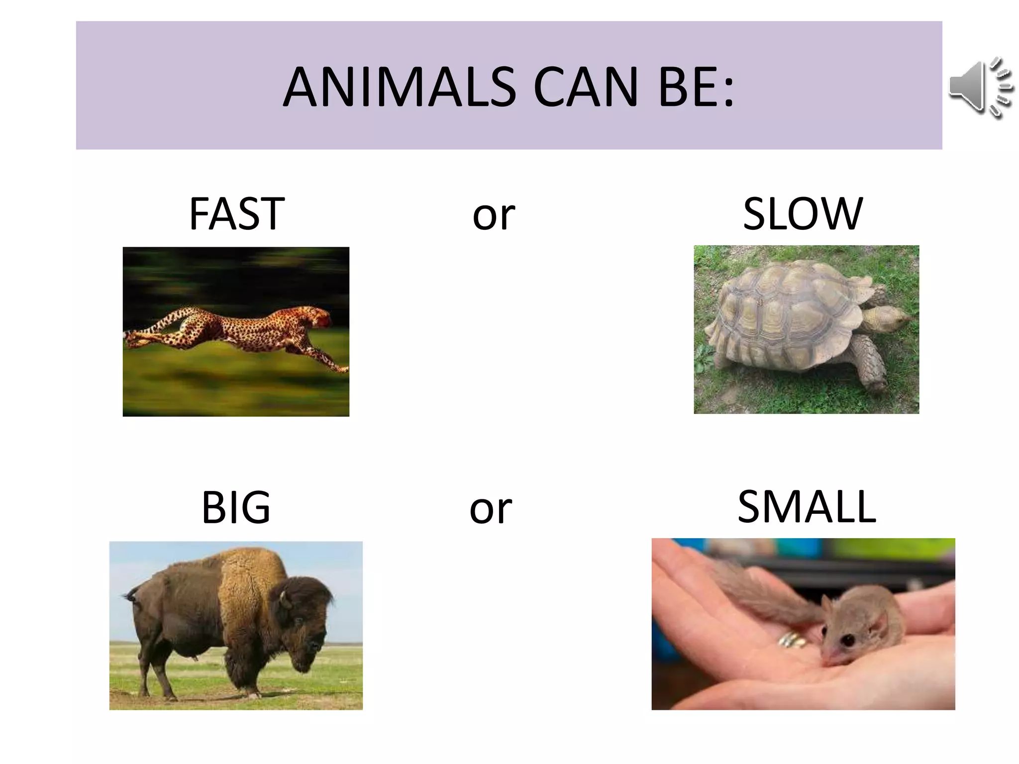 Animal Descriptions | PPTX