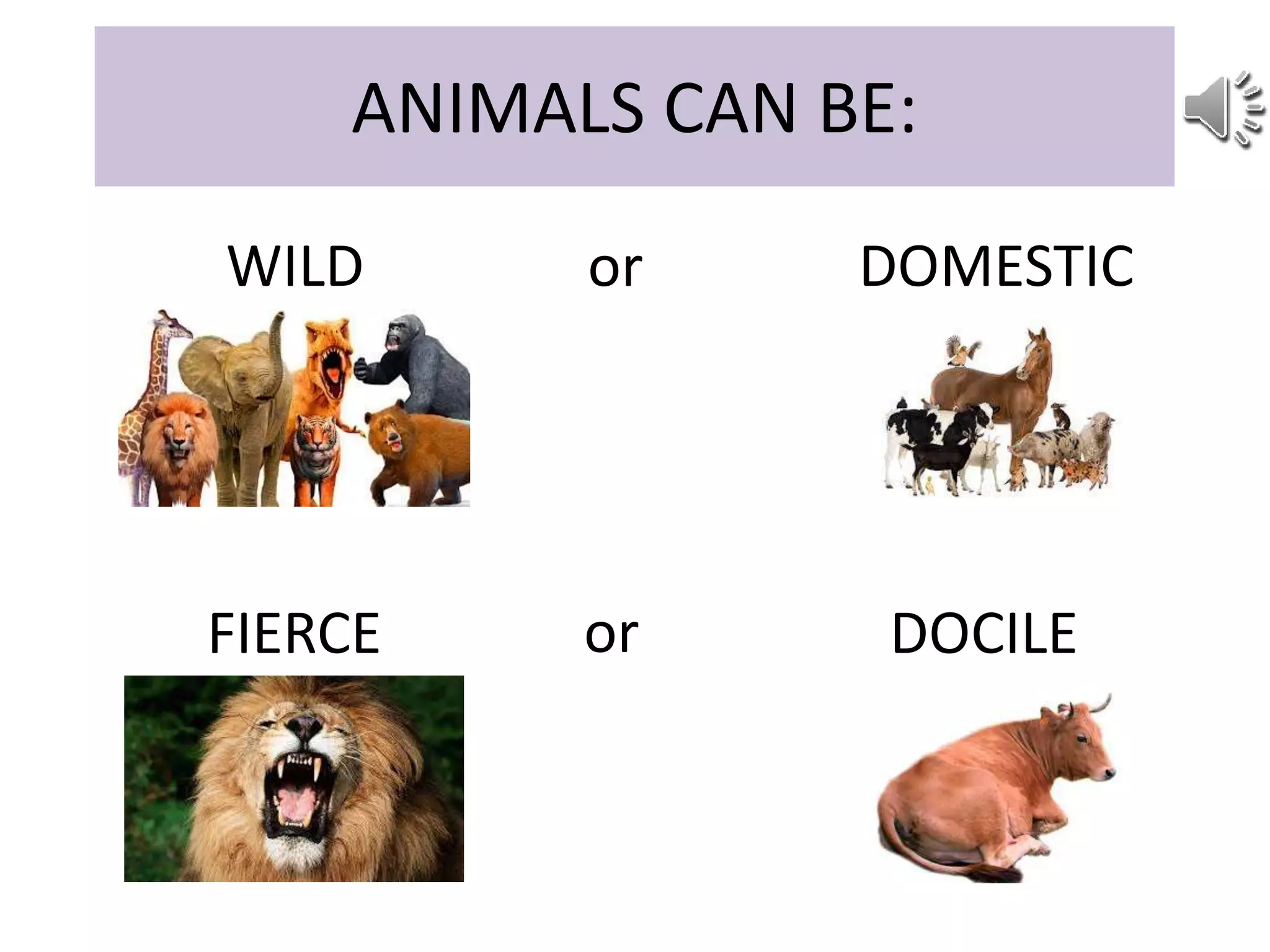 Animal Descriptions | PPTX