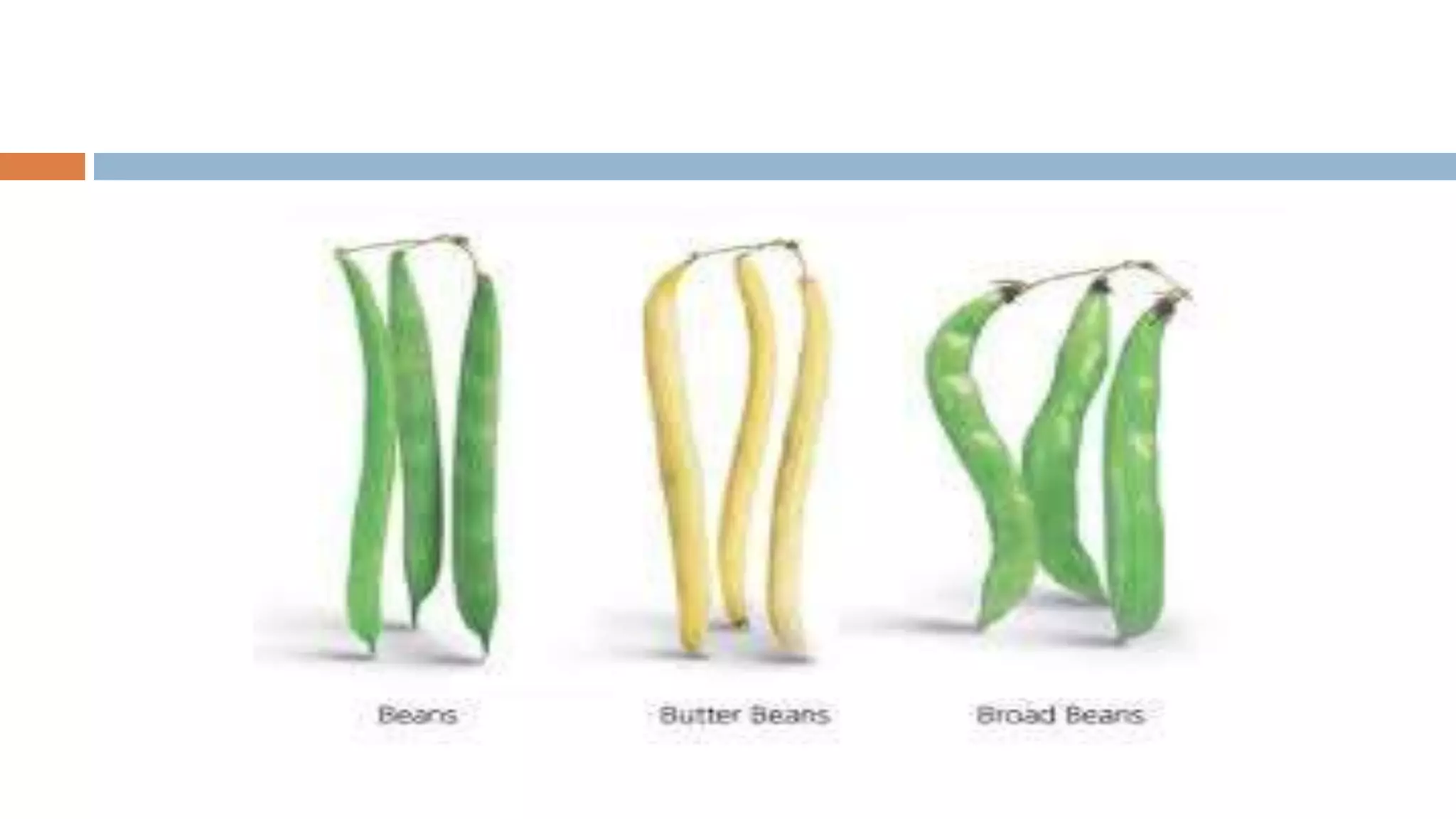 COMMERCIAL VARIETIES AND HYBRIDS IN FRENCH BEAN | PPTX