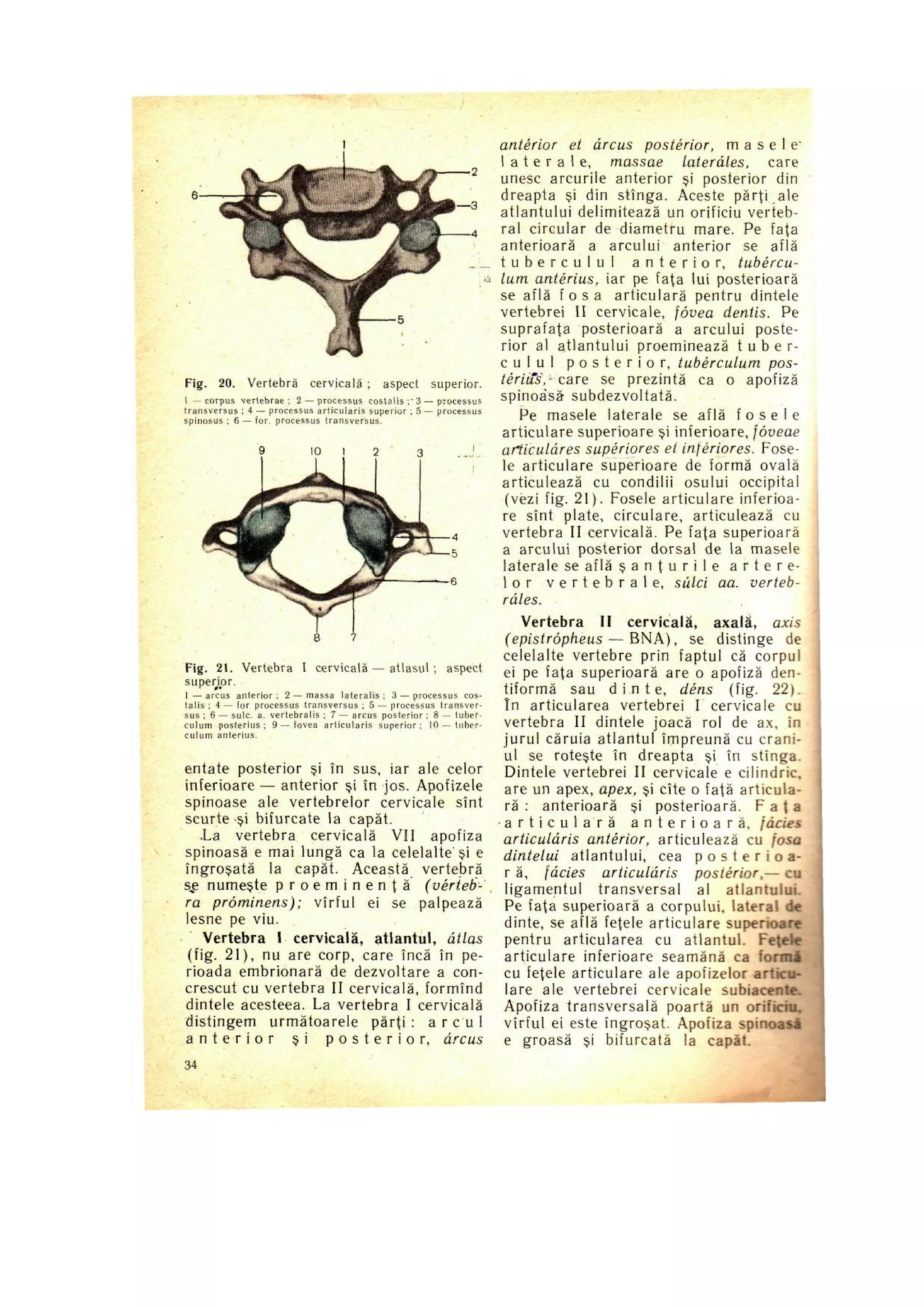 5.scheletul trunchiului | PDF