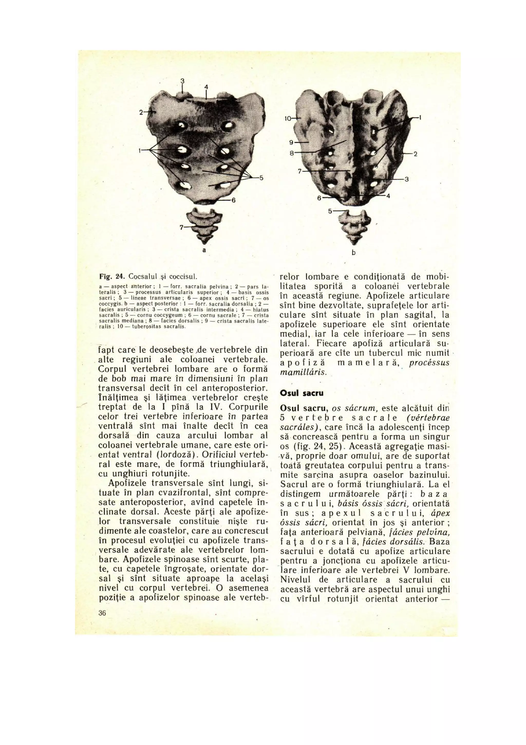 5.scheletul trunchiului | PDF