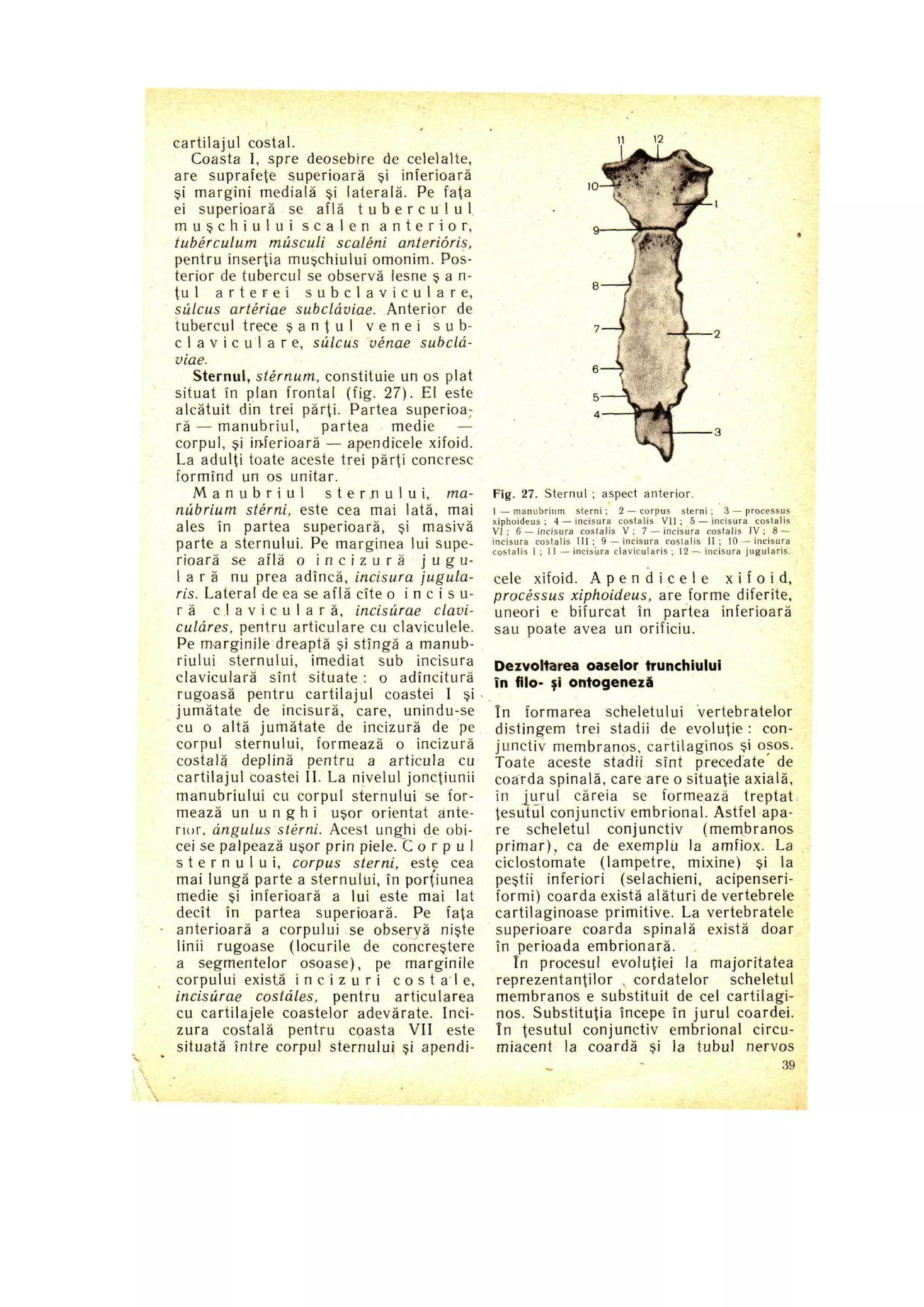 5.scheletul trunchiului | PDF