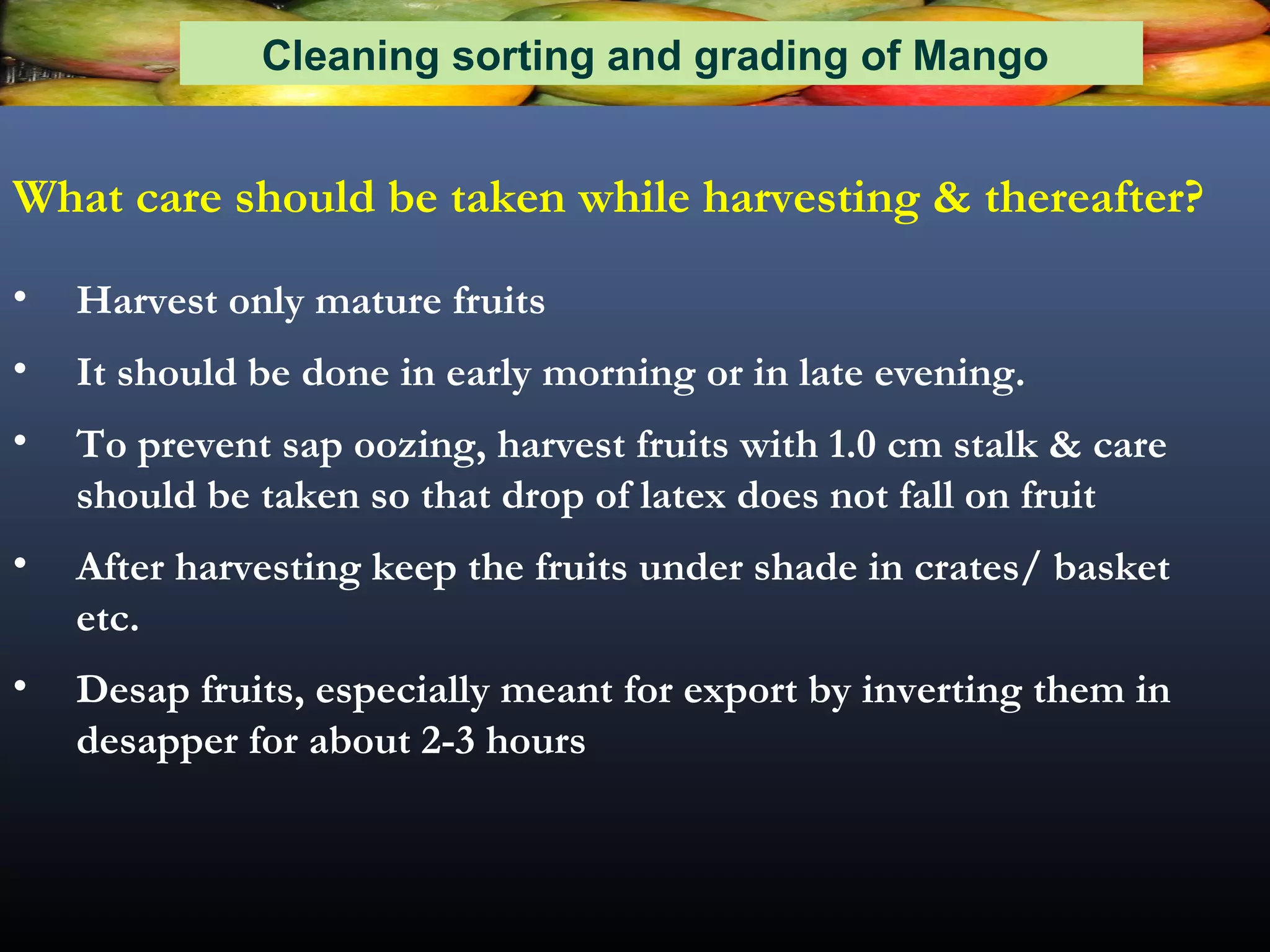 cleaning, sorting and grading of mango 1 | PPT