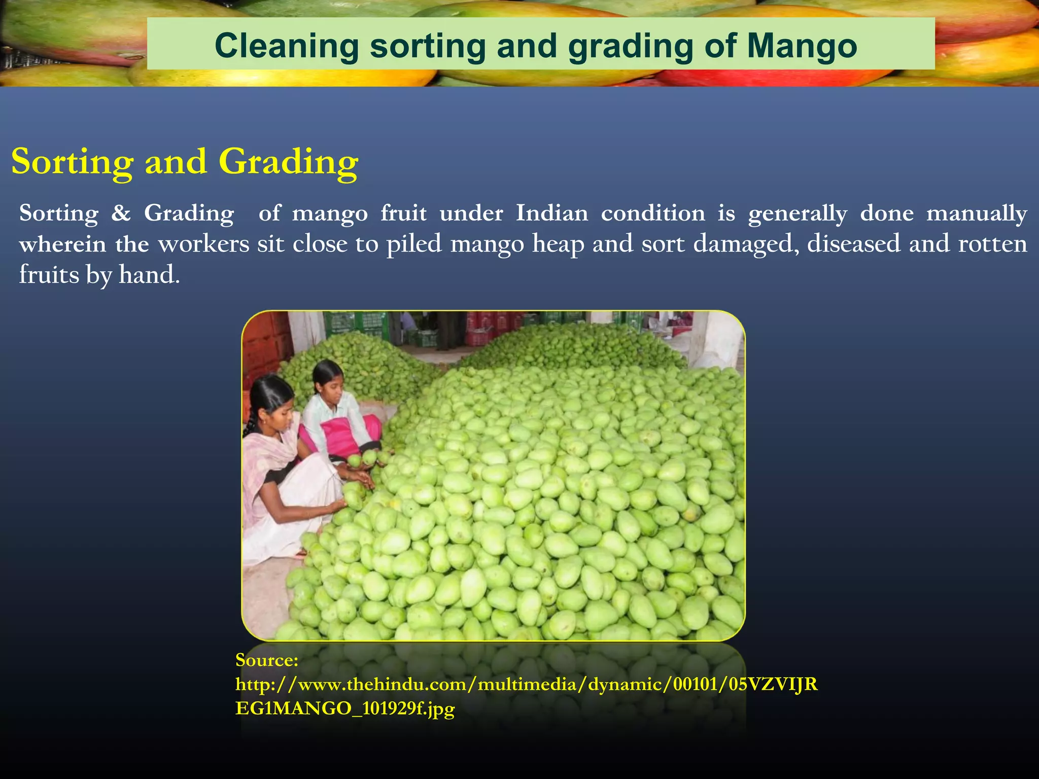 cleaning, sorting and grading of mango 1 | PPT