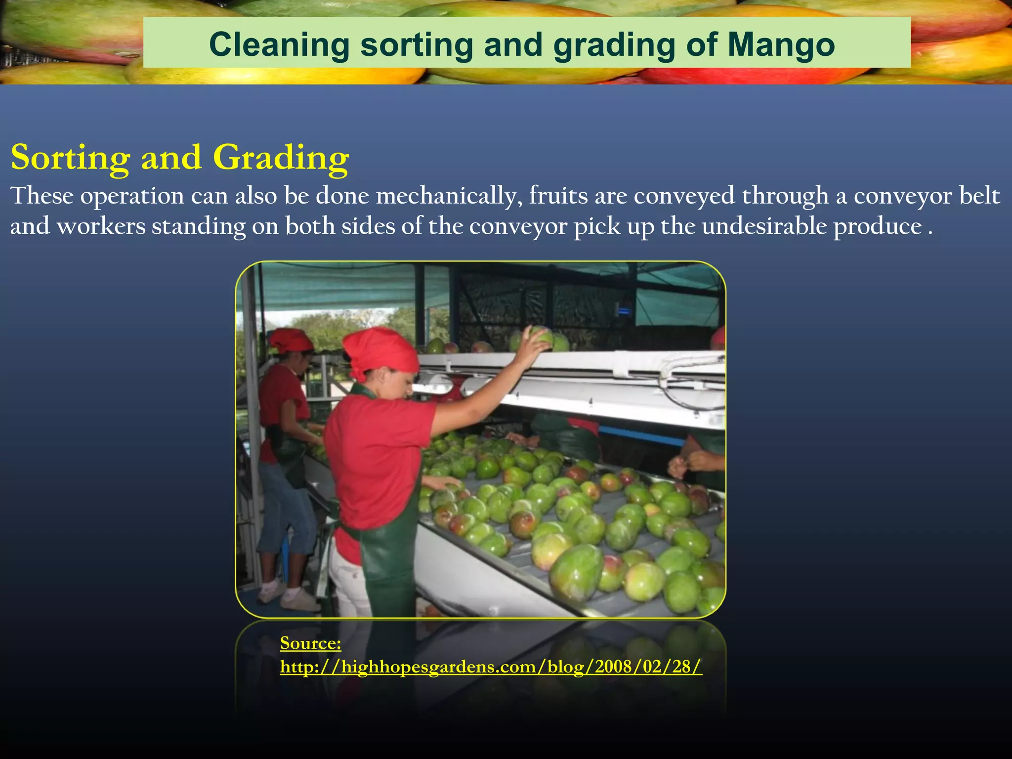 cleaning, sorting and grading of mango 1 | PPT