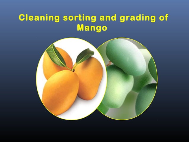 cleaning, sorting and grading of mango 1 | PPT