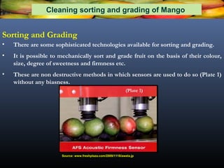 cleaning, sorting and grading of mango 1 | PPT