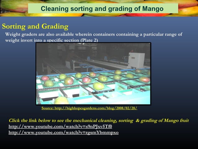 cleaning, sorting and grading of mango 1 | PPT