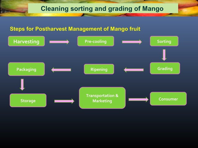 cleaning, sorting and grading of mango 1 | PPT