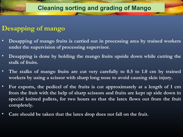 Cleaning Sorting And Grading Of Mango 1 Ppt