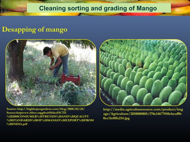 cleaning, sorting and grading of mango 1 | PPT