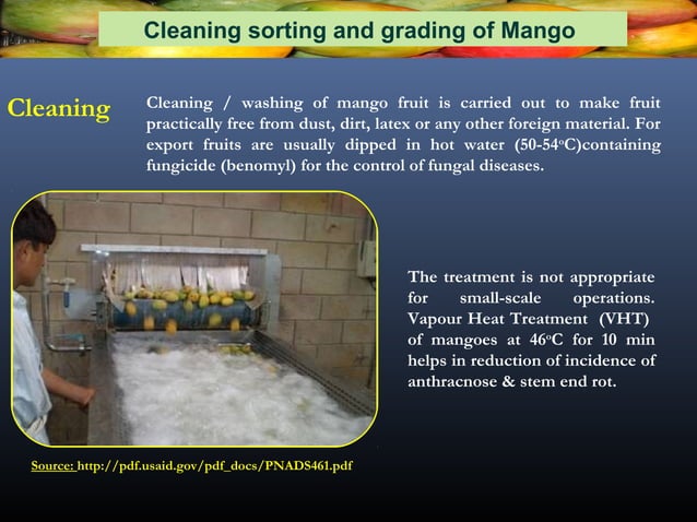 cleaning, sorting and grading of mango 1 | PPT