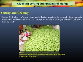 cleaning, sorting and grading of mango 1 | PPT