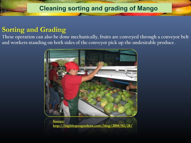cleaning, sorting and grading of mango 1 | PPT