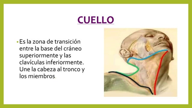 Semiologia de cuello | PPTX