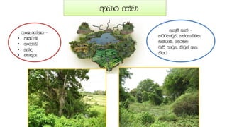 5. Environment and poverty nexus (Sinhala) | PDF