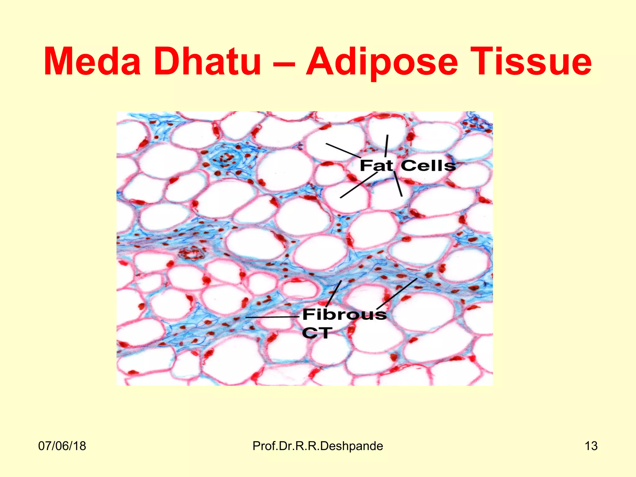 Meda dhatu | PDF