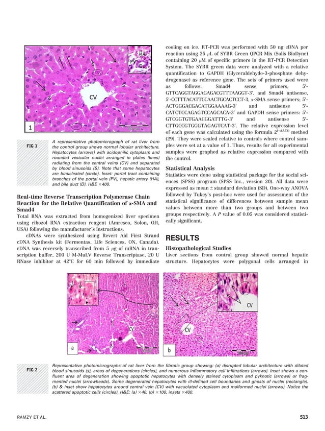 5. ramzy et al-2018-iubmb_life | PDF