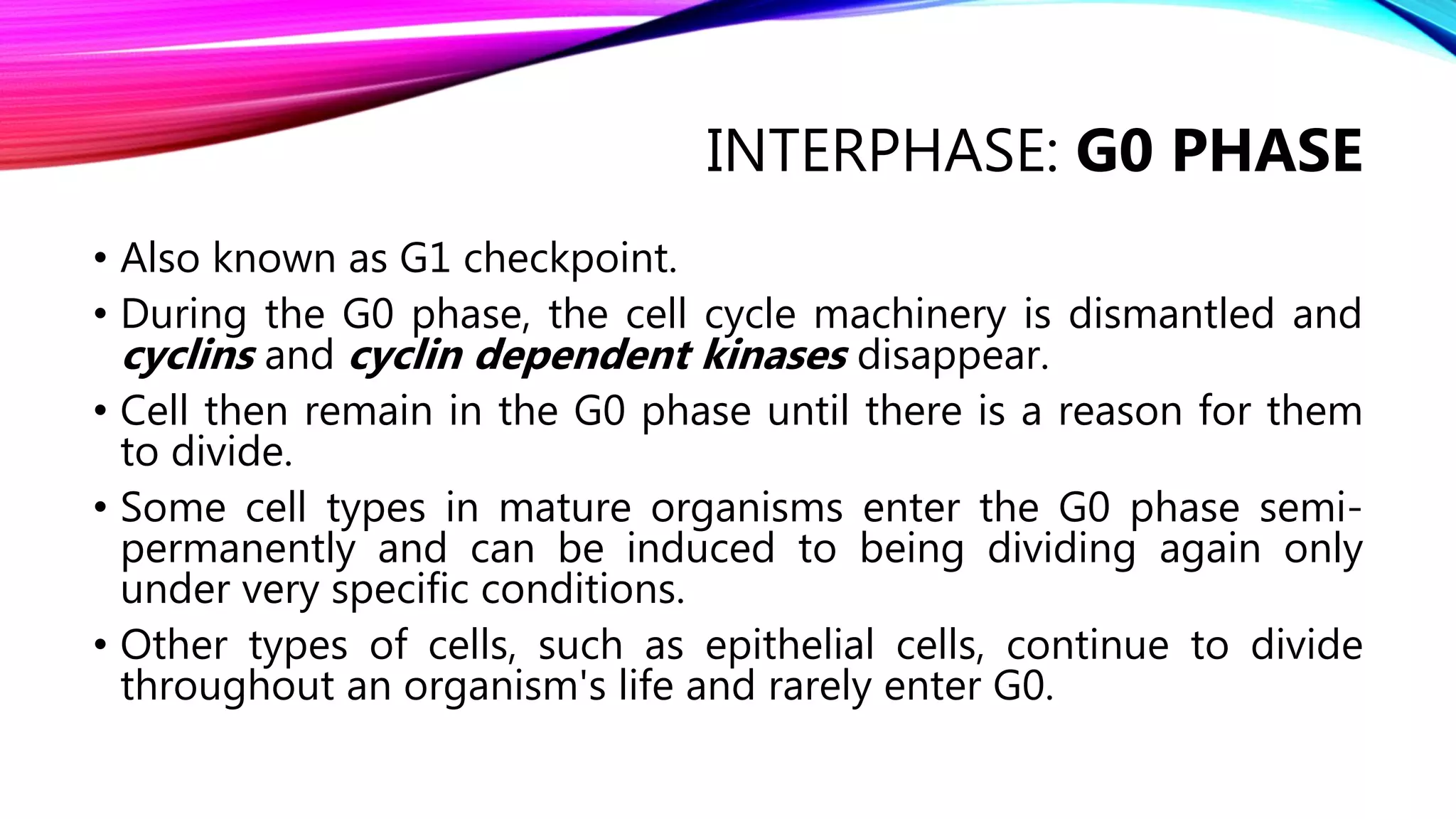 The Cell Cycle - Mitosis | PPTX