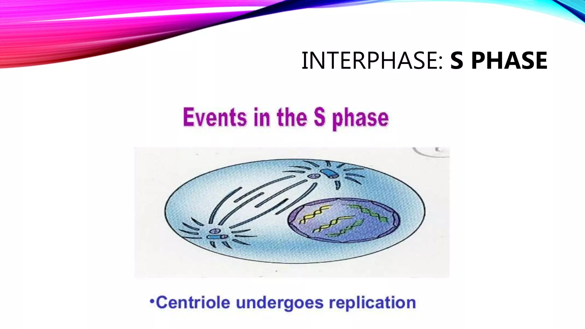 The Cell Cycle Mitosis Ppt