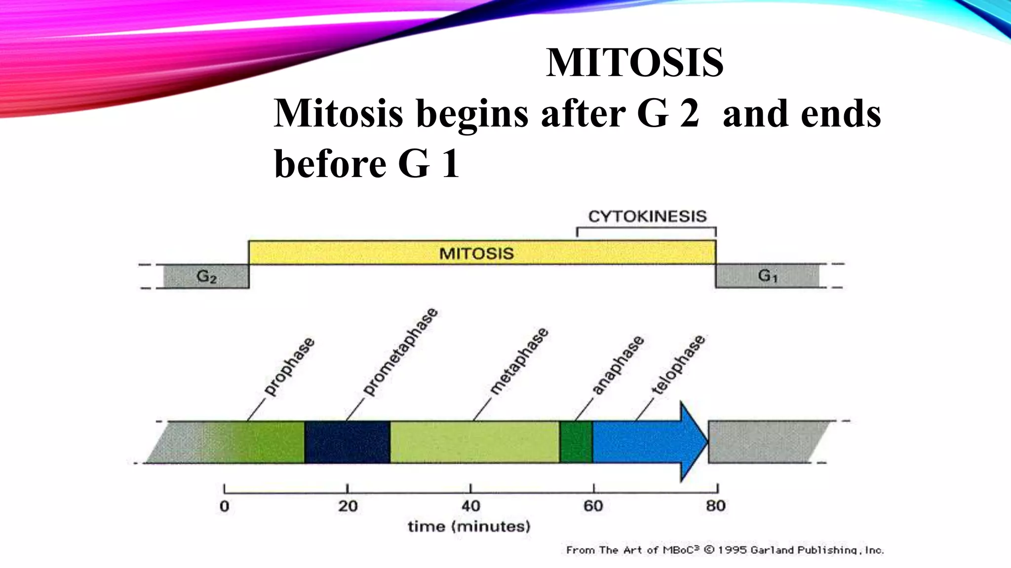 The Cell Cycle - Mitosis | PPTX