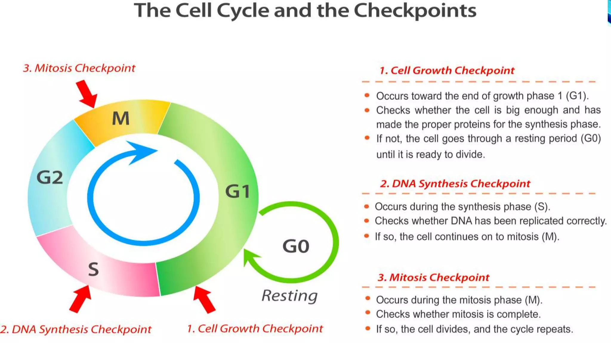 The Cell Cycle - Mitosis | PPTX