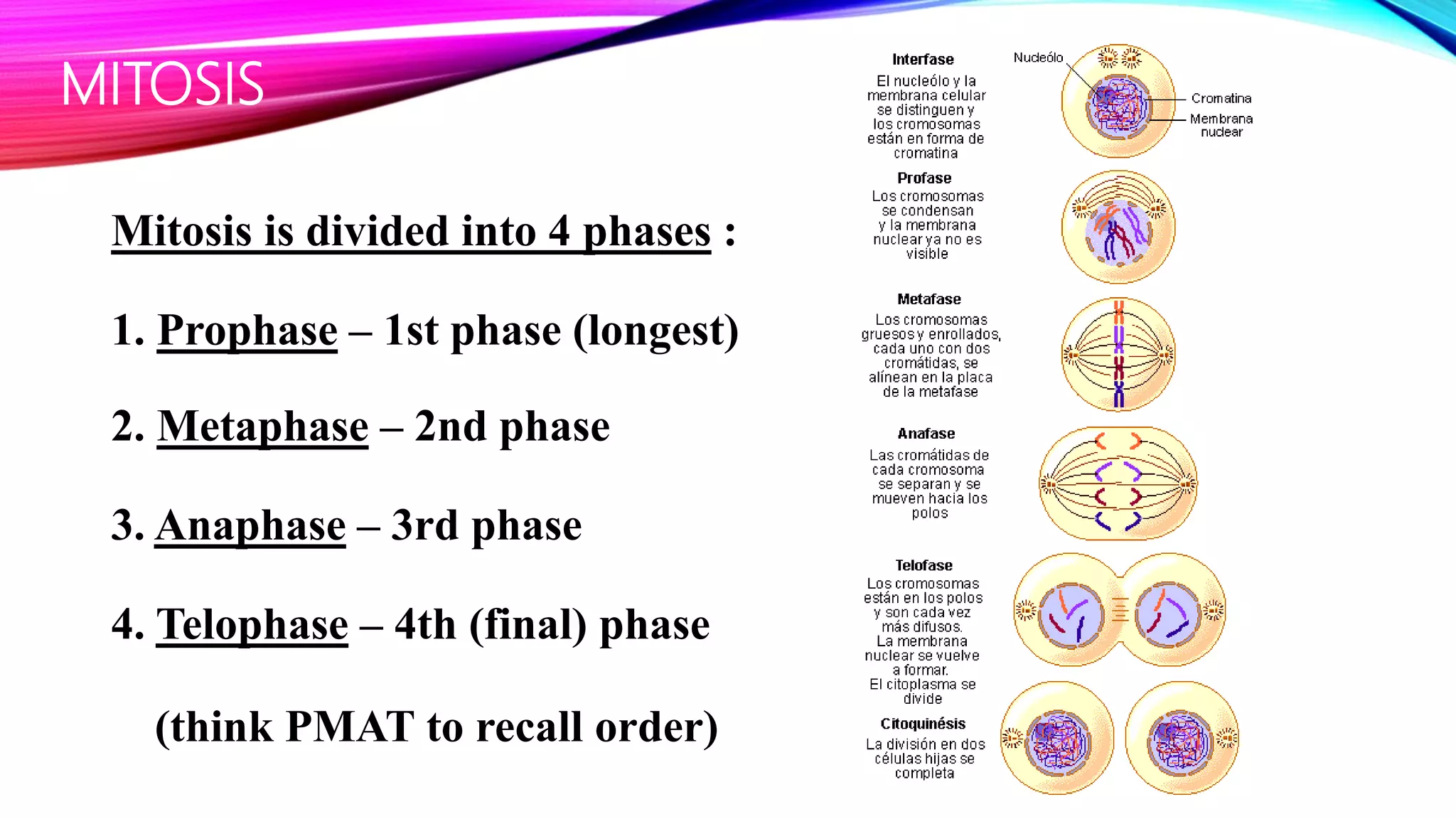 The Cell Cycle - Mitosis | PPTX