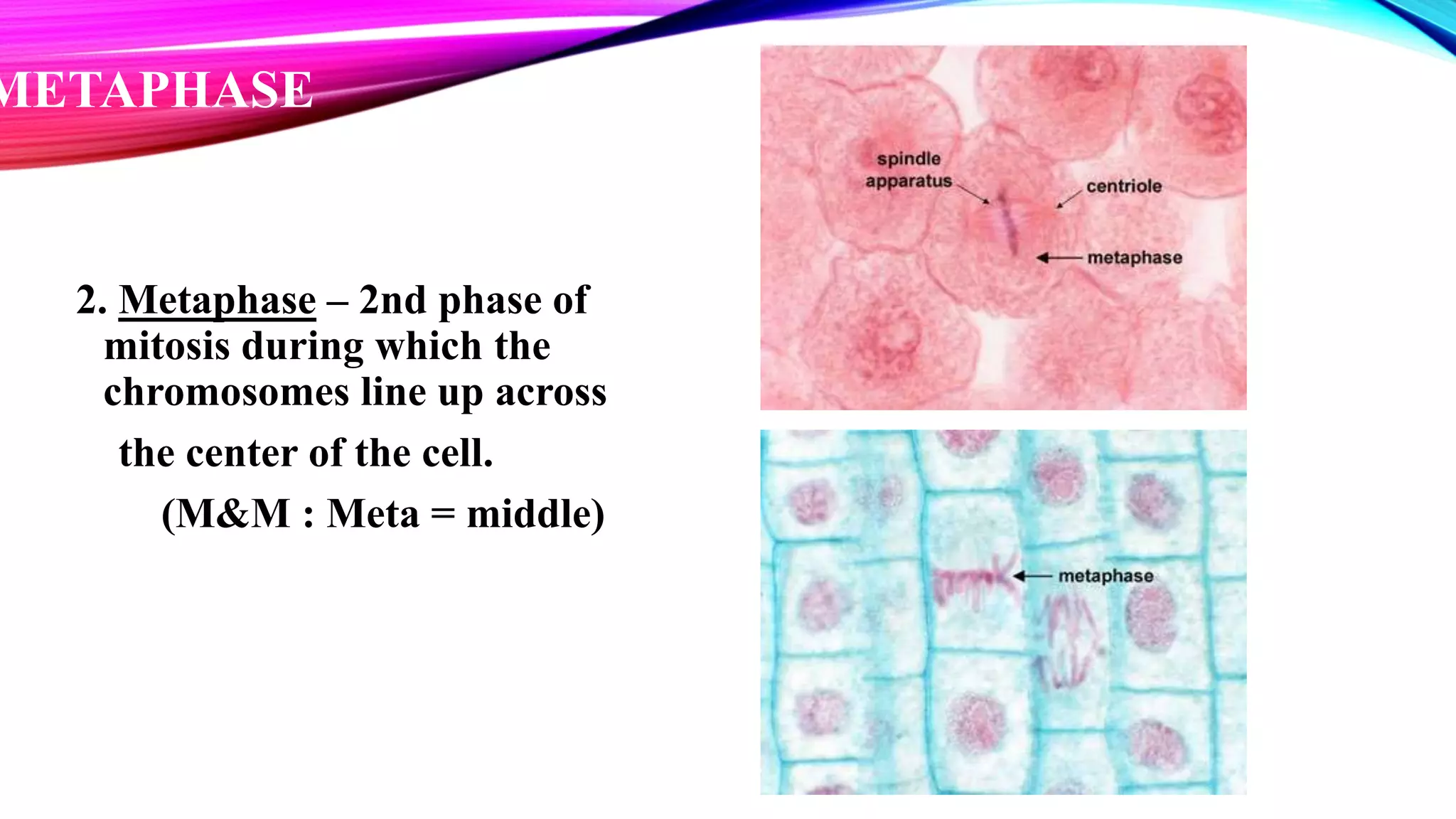 The Cell Cycle - Mitosis | PPTX