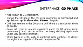The Cell Cycle - Mitosis | PPTX