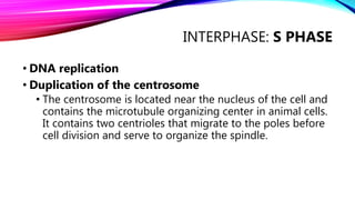The Cell Cycle - Mitosis | PPTX