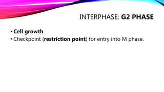 The Cell Cycle - Mitosis | PPTX