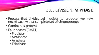 The Cell Cycle - Mitosis | PPTX