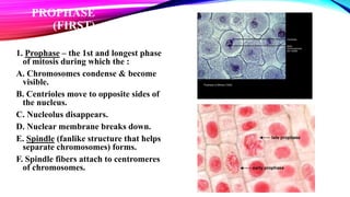 The Cell Cycle - Mitosis | PPTX