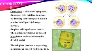 The Cell Cycle - Mitosis | PPTX