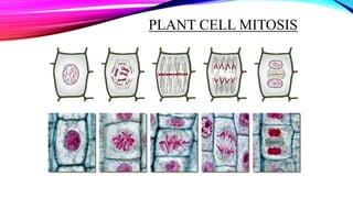The Cell Cycle - Mitosis | PPTX