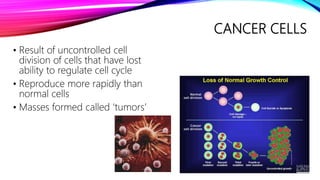 The Cell Cycle - Mitosis | PPTX