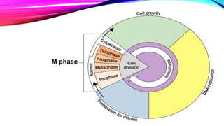 The Cell Cycle - Mitosis | PPTX