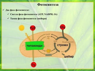5. Fotosinteza | PPTX